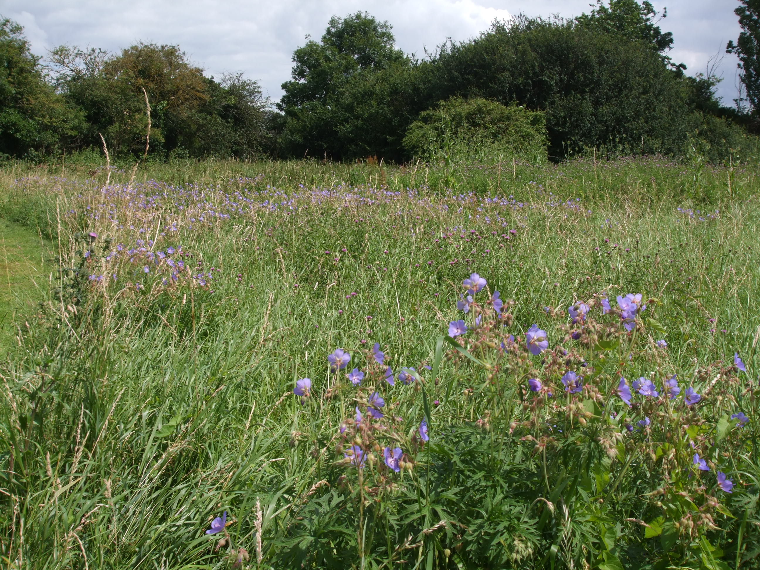 The Meadows and Boundaries