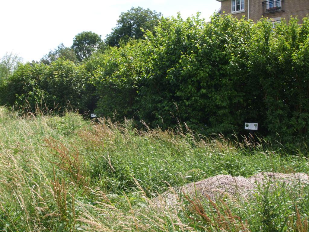 The Meadows and Boundaries